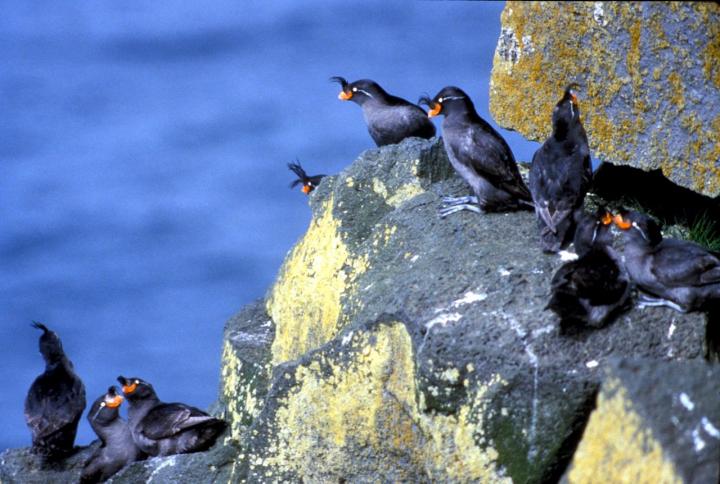 Crested Auklets [IMAGE] | EurekAlert! Science News Releases