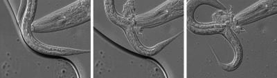 Predatory Worm [IMAGE] | EurekAlert! Science News Releases