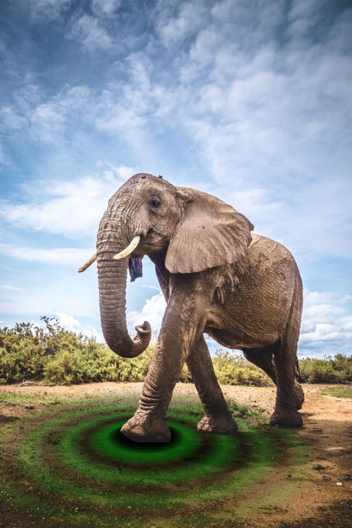 Elephant (1 of 3) [IMAGE] | EurekAlert! Science News Releases