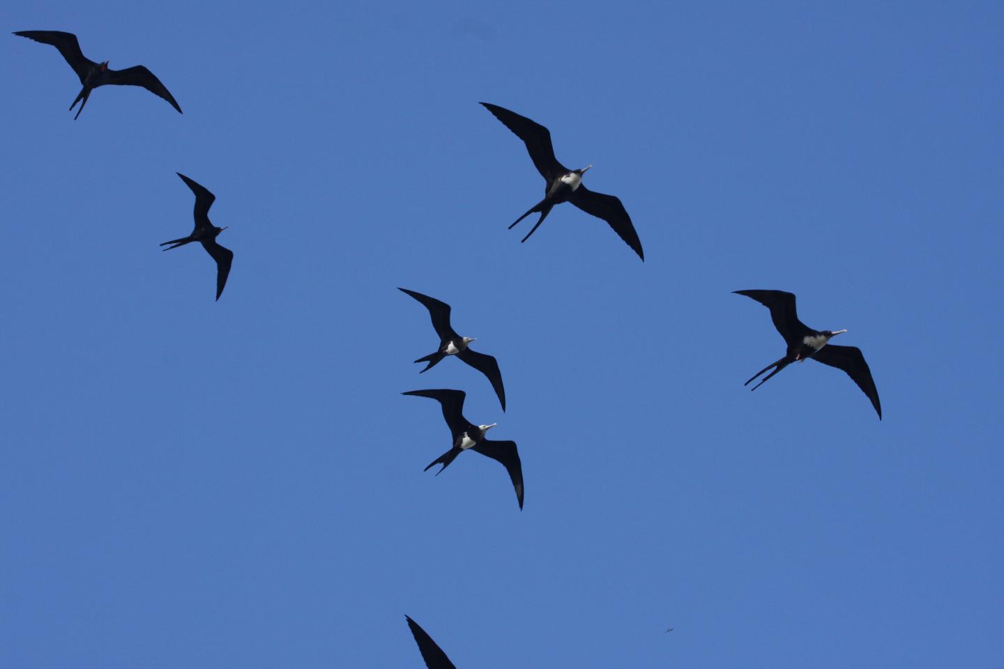 For Frigate Birds, Staying Aloft for Months i | EurekAlert!