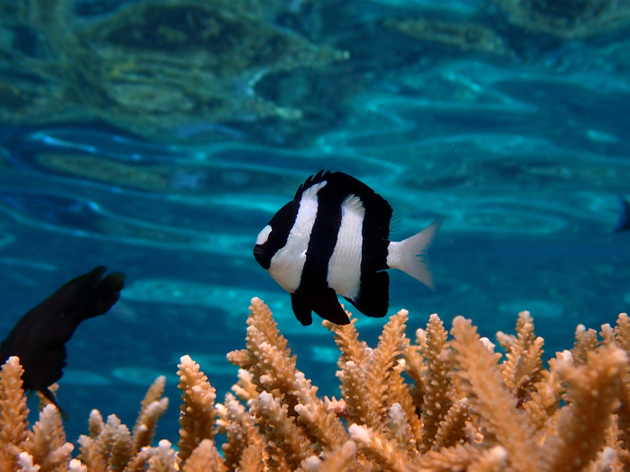 Discovery of a new species of fish thanks to | EurekAlert!