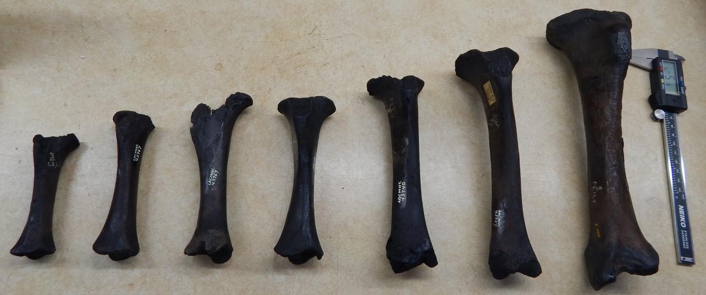 Saber-toothed kittens may have been born with | EurekAlert!