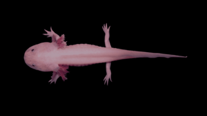Tissue types the axolotl can r [IMAGE] | EurekAlert! Science News Releases
