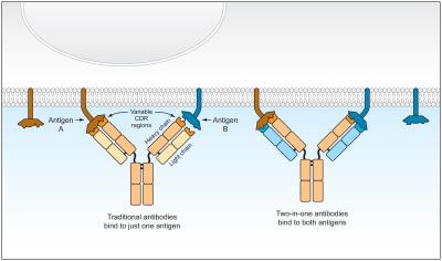 Engineered Antibody Challenges 'One Lock, One | EurekAlert!