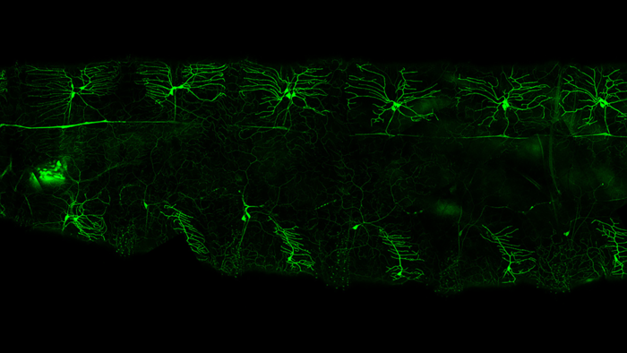 Sensory cells in lights [IMAGE] | EurekAlert! Science News Releases