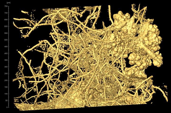 Three-Dimensional Reconstructi [IMAGE] | EurekAlert! Science News Releases