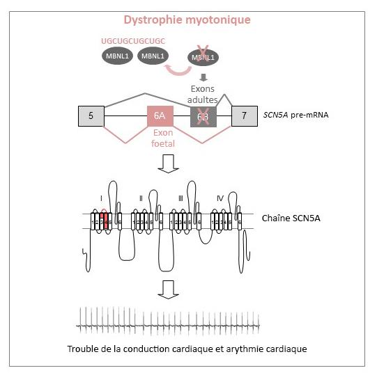 Alternative Splicing Model [IMAGE] | EurekAlert! Science News Releases