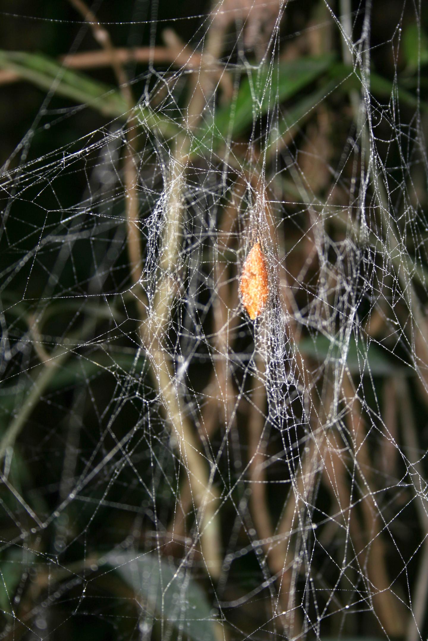 Cocoon Web of Nephila clav [IMAGE] | EurekAlert! Science News Releases