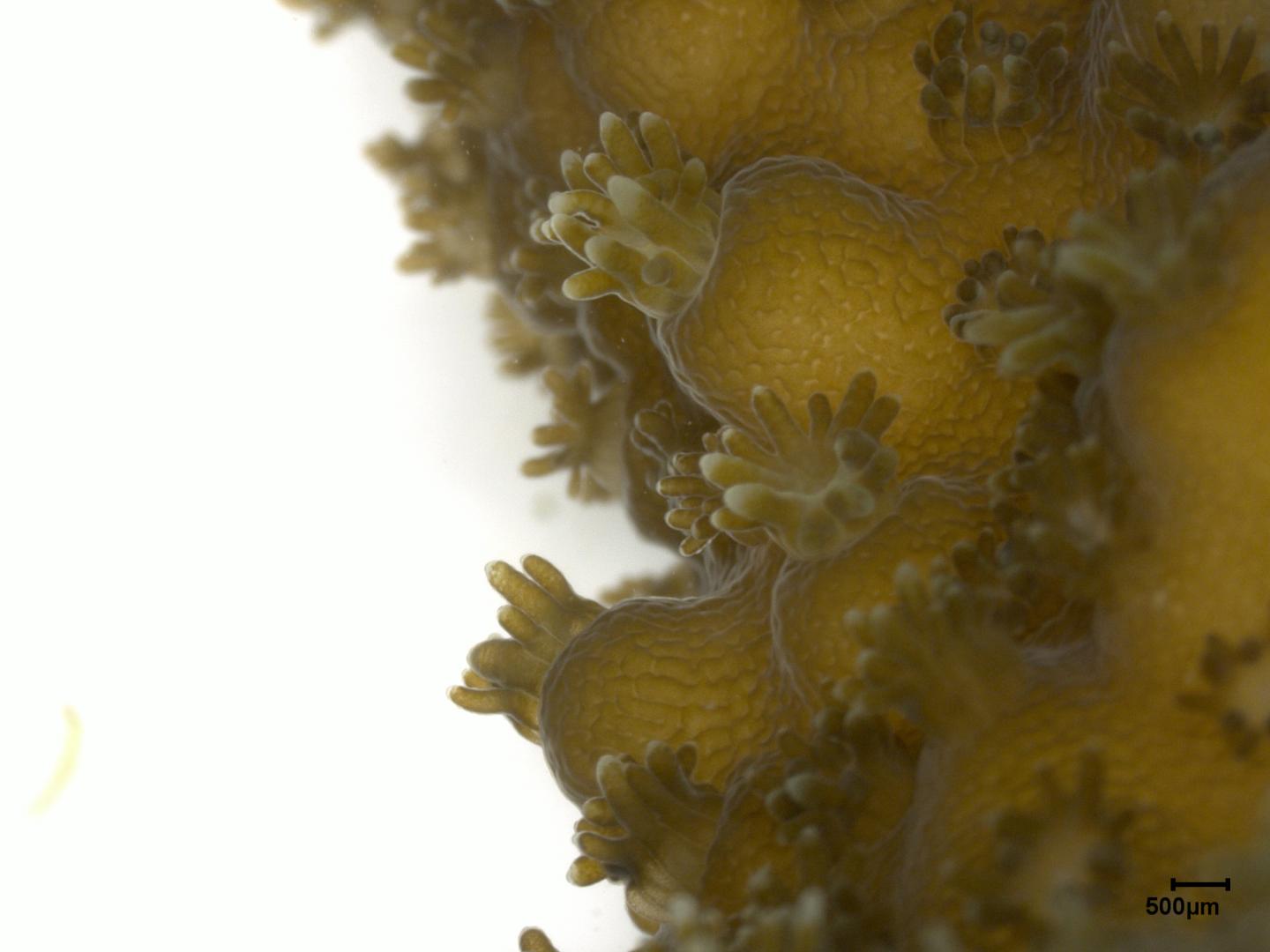 Algae, Friends of Coral, Produce an Antioxida | EurekAlert!
