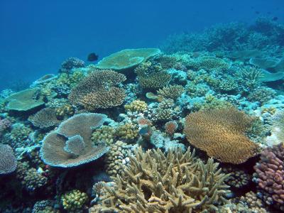 Predicting the Future of Coral Reefs (1 of 2) | EurekAlert!