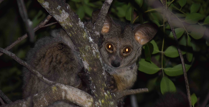Galago in tree [IMAGE] | EurekAlert! Science News Releases