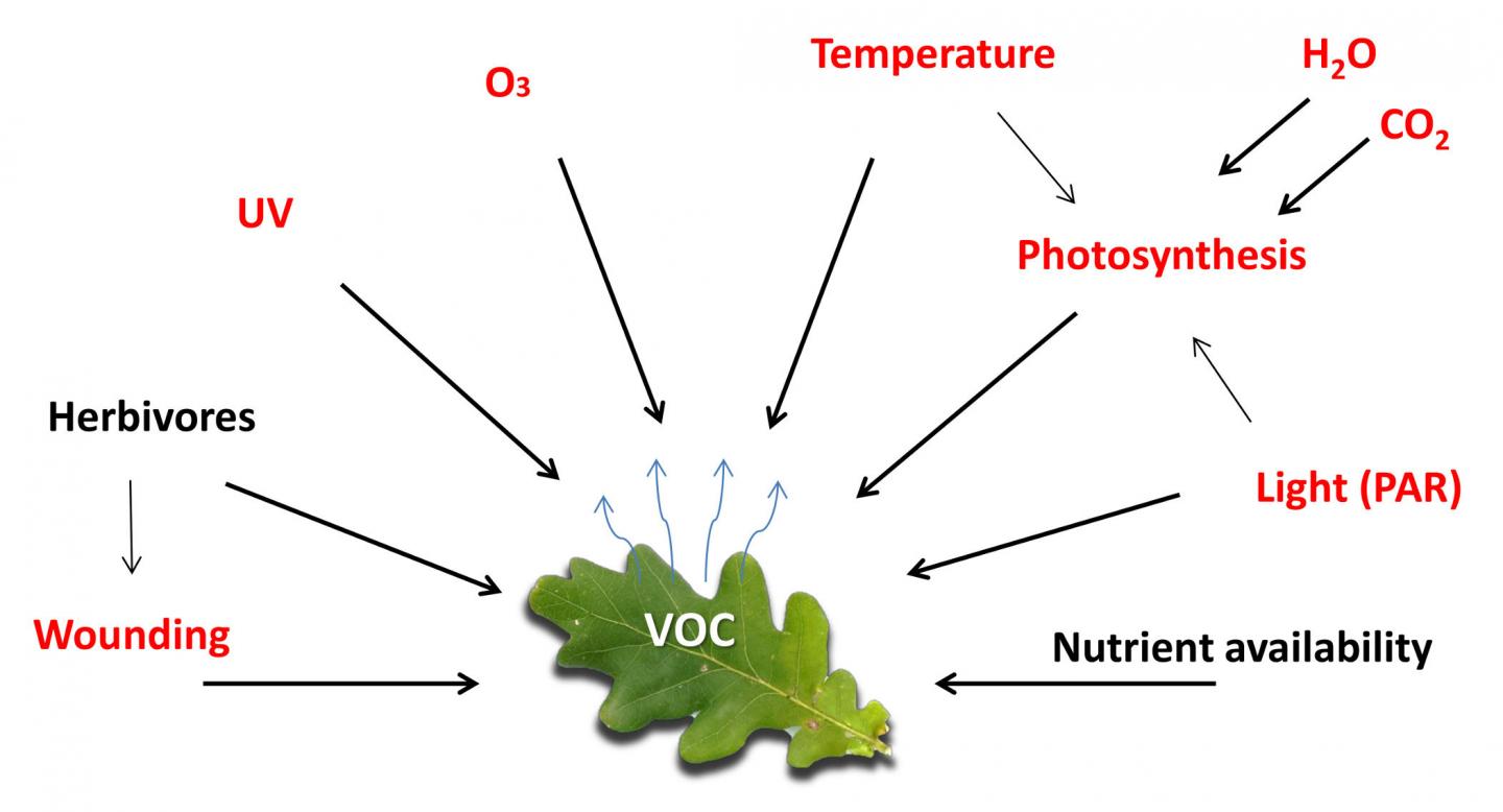Plant VOC Emission [IMAGE] | EurekAlert! Science News Releases