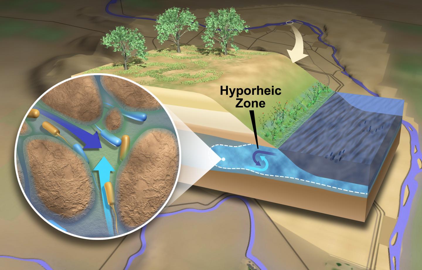 The Hyporheic Zone [IMAGE] | EurekAlert! Science News Releases