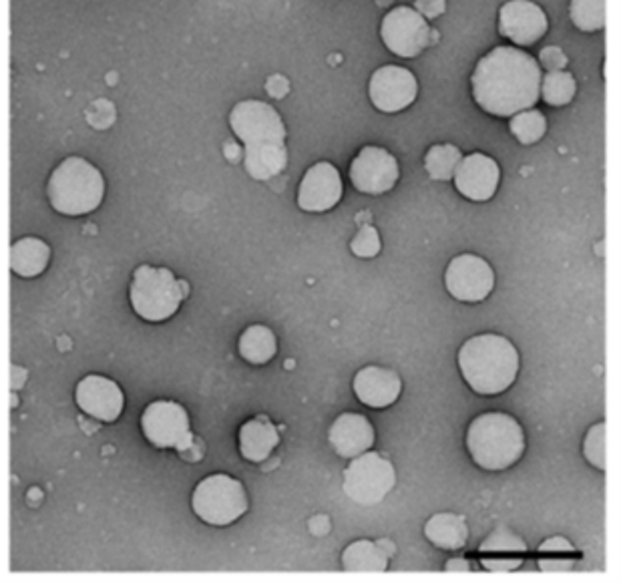 Epithelial cell lipid extract [IMAGE] | EurekAlert! Science News Releases