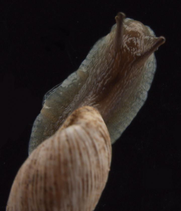 New land snail species from Australia shows d | EurekAlert!