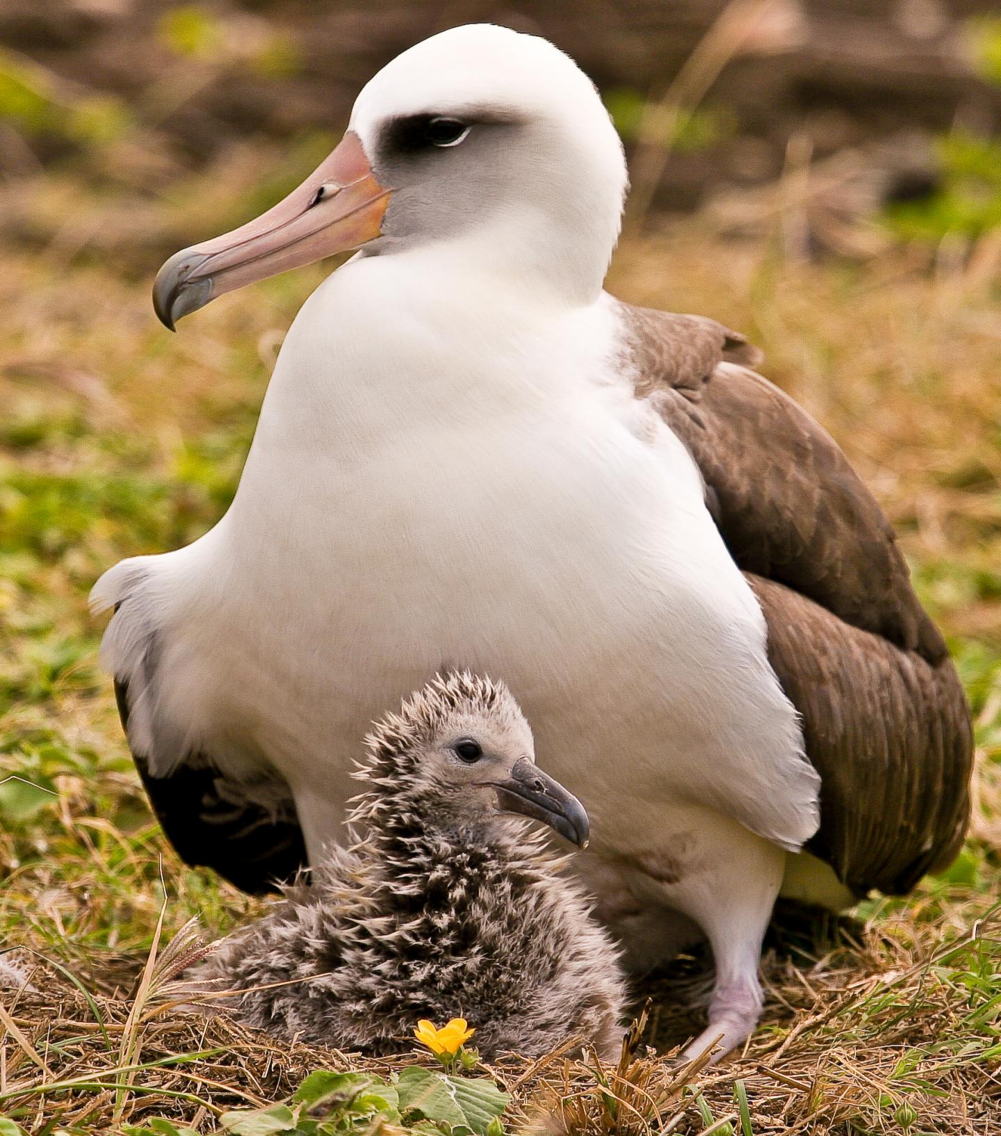 Laysan Albatross [IMAGE] | EurekAlert! Science News Releases