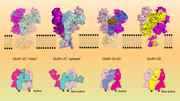 GluN1-2C, GluN1-2A-2C, and Glu [IMAGE] | EurekAlert! Science News Releases