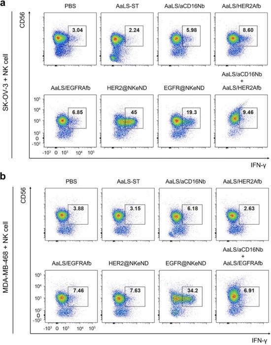 The activation of human NK cel [IMAGE] | EurekAlert! Science News Releases