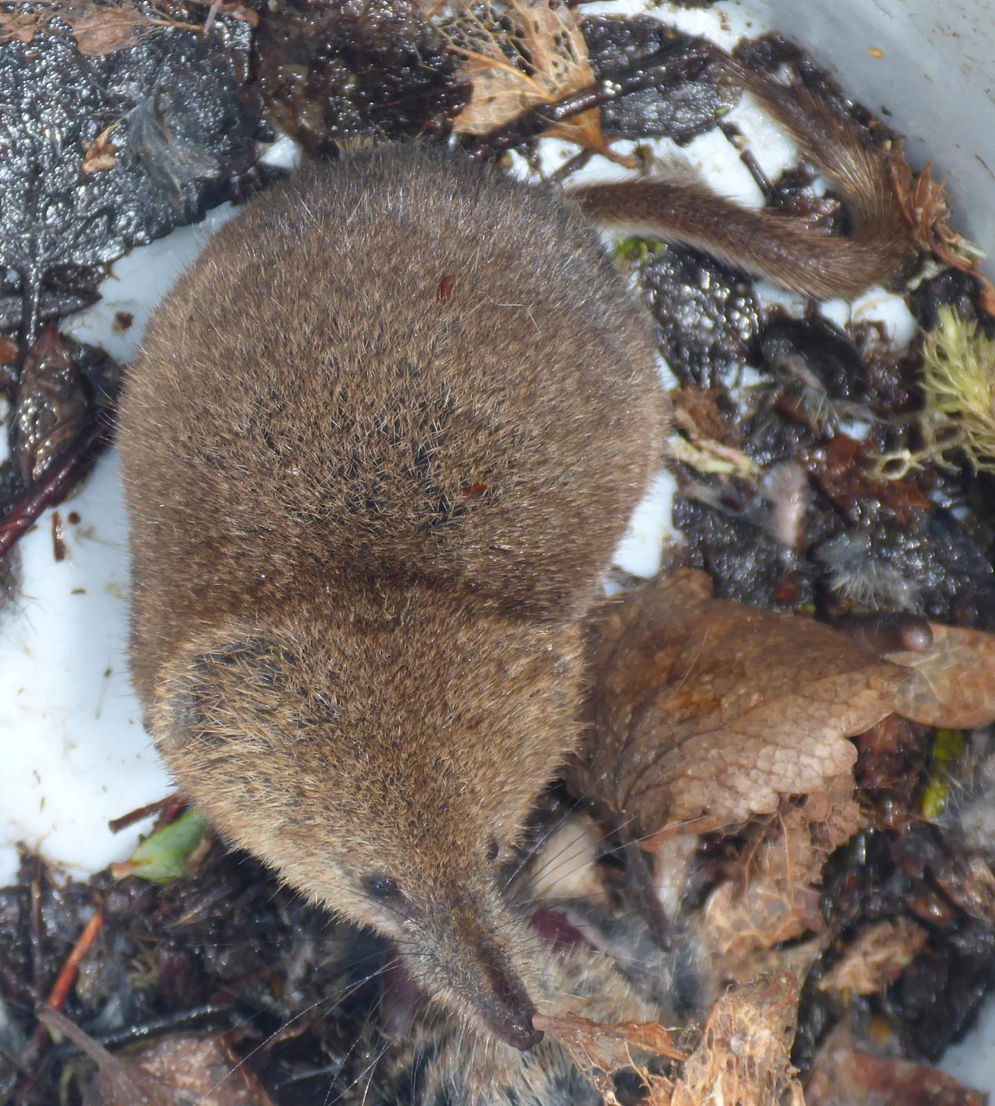 'Shrew'-d study: Arctic shrews, parasites ind | EurekAlert!