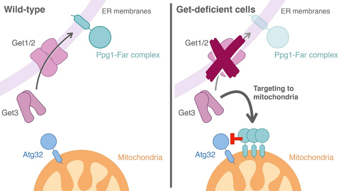 Fig. 2 [IMAGE] | EurekAlert! Science News Releases