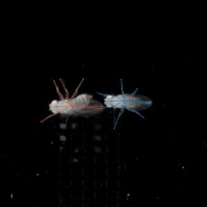 Fruit fly mating dance [VIDEO] | EurekAlert! Science News Releases
