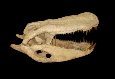 The Epic Origin of the Amazon (6 of 9) | EurekAlert!