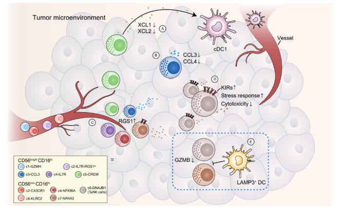Researchers uncover aberrant natural killer c | EurekAlert!