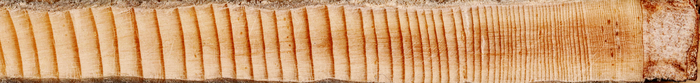 Tree rings in a wood sample [IMAGE] | EurekAlert! Science News Releases