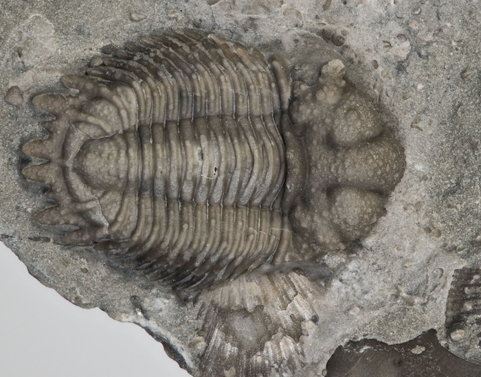 Trilobite [IMAGE] | EurekAlert! Science News Releases