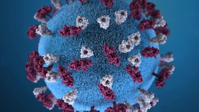 How measles wipes out the body's immune memor | EurekAlert!