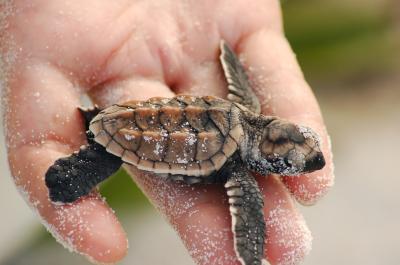 Hawksbill Turtle Hatchling [IMAGE] | EurekAlert! Science News Releases