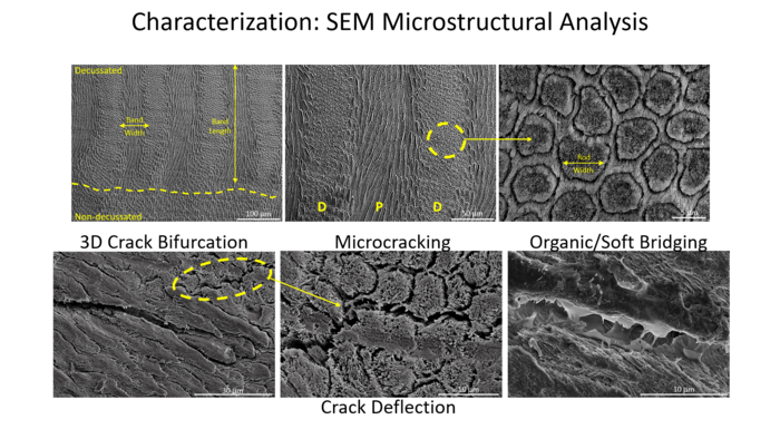 Dental-enamel-image-2 [IMAGE] | EurekAlert! Science News Releases
