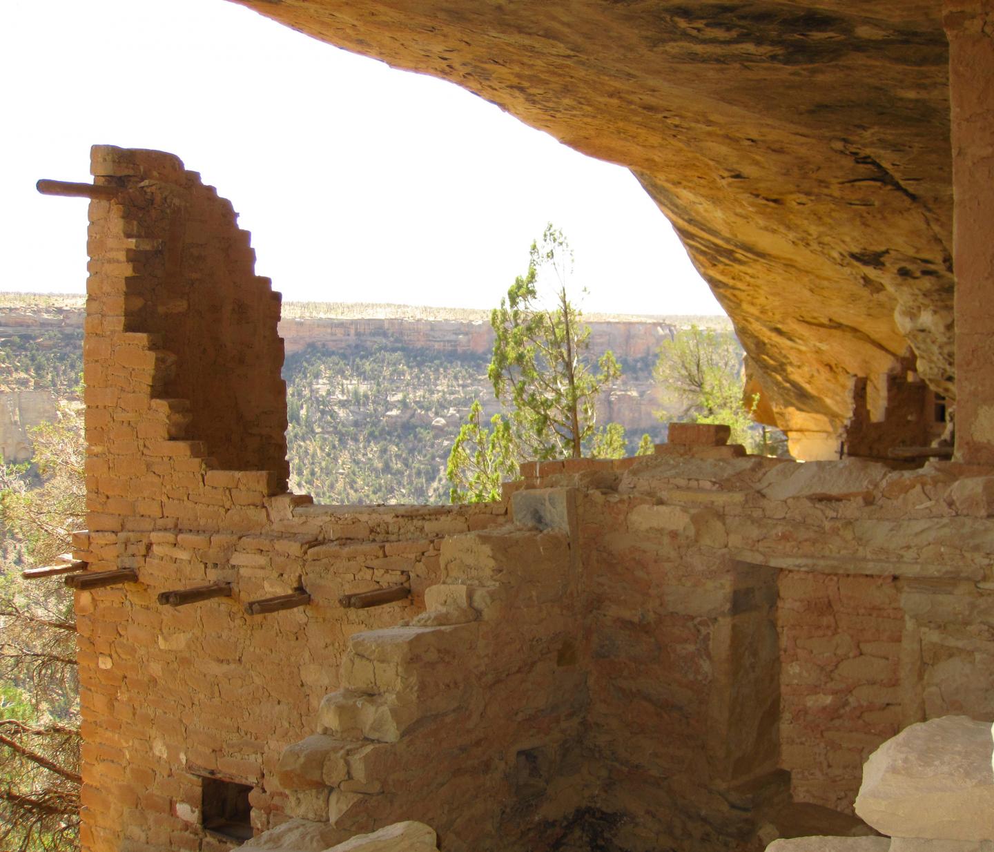 Exploration and exploitation in the macrohist | EurekAlert!