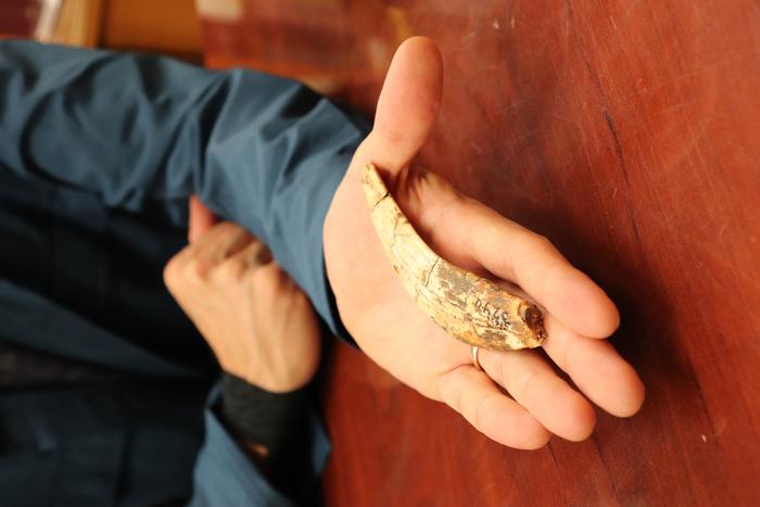 Homotherium canine [IMAGE] | EurekAlert! Science News Releases