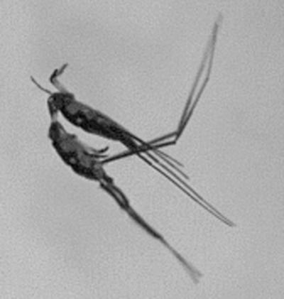 For Water Striders, Evolved Antennae Mean Mor | EurekAlert!