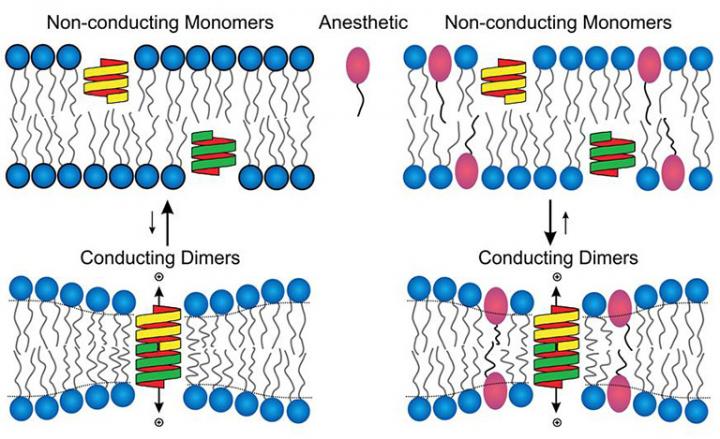 Study offers new clue into how anesthesia wor | EurekAlert!