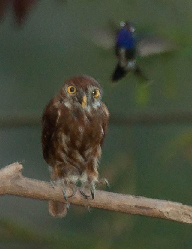 Birds of a feather mob together | EurekAlert!