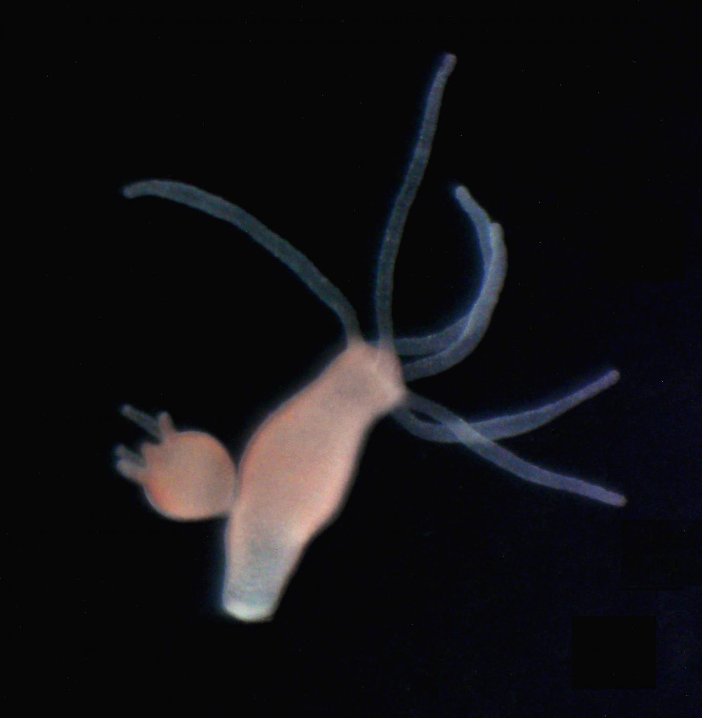 KECK 2 [IMAGE] | EurekAlert! Science News Releases