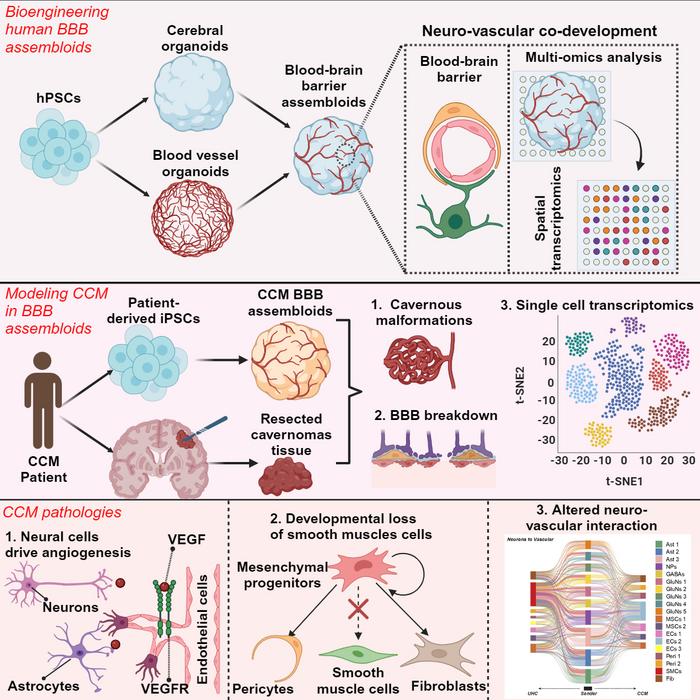 Brain "assembloids" mimic human blood-brain b | EurekAlert!