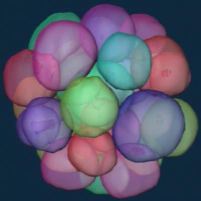 Asynchronous Cell Division 551 [IMAGE] | EurekAlert! Science News Releases