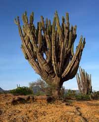 How did cactuses evolve? | EurekAlert!