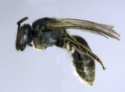 Bee (2 of 2) [IMAGE] | EurekAlert! Science News Releases