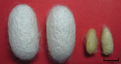 Unlocking the Secrets of the Silkworm (3 of 5 | EurekAlert!
