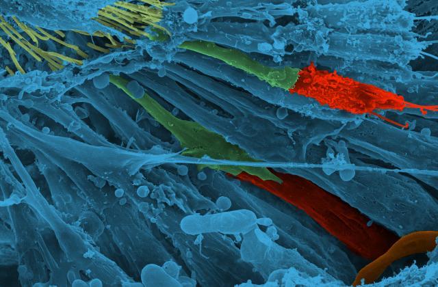 Breaking through the Shell [IMAGE] | EurekAlert! Science News Releases