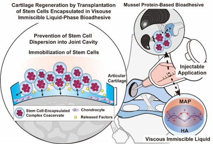 Figure 1 [IMAGE] | EurekAlert! Science News Releases