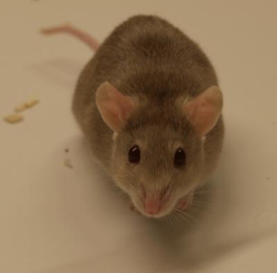 Mastomys coucha Rodent [IMAGE] | EurekAlert! Science News Releases