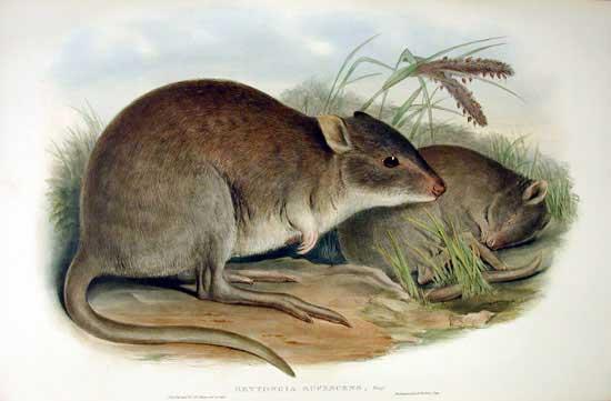 Bettong [IMAGE] | EurekAlert! Science News Releases