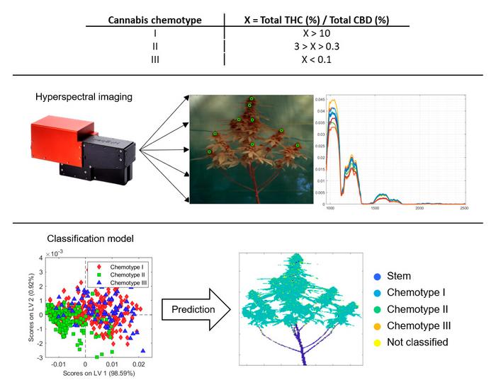 graphical abstract 1 [IMAGE] | EurekAlert! Science News Releases
