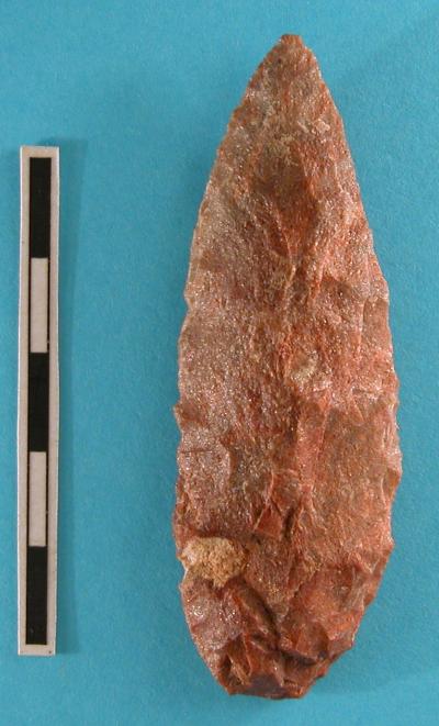 An Older Origin for 'Modern' T [IMAGE] | EurekAlert! Science News Releases