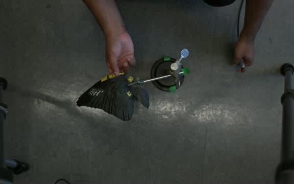 Whether Birds Flap, Glide, or Soar Determines | EurekAlert!